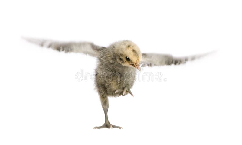 583 Chicken Beak Front View Stock Photos - Free & Royalty-Free Stock ...