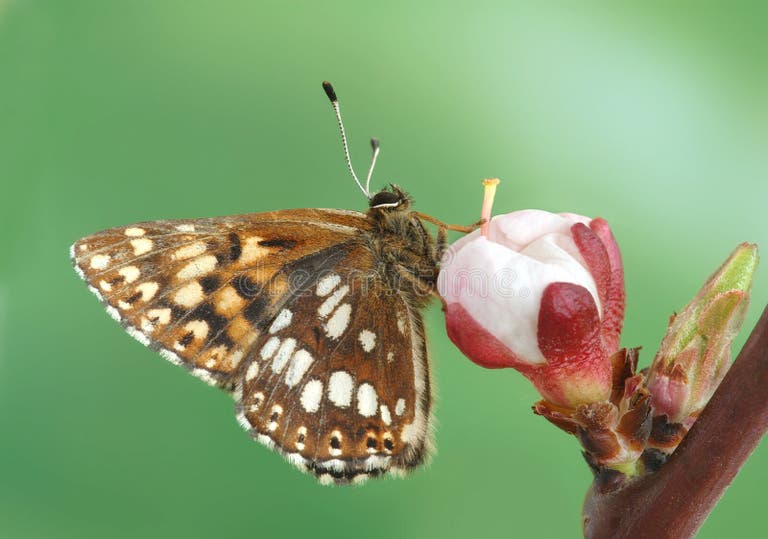 281 Lucina Verde Stock Photos - Free & Royalty-Free Stock Photos from ...