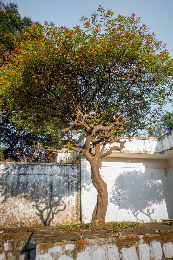 Hamelia Patens Small Tree with Orange Flowers. Uttarakhand India Stock ...