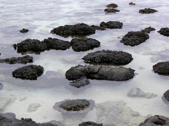 Hamelin Pool stock photo. Image of stone, australia, stromatolites ...