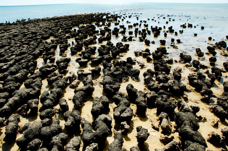 Hamelin Pool Stromatolites stock image. Image of nature - 124446969