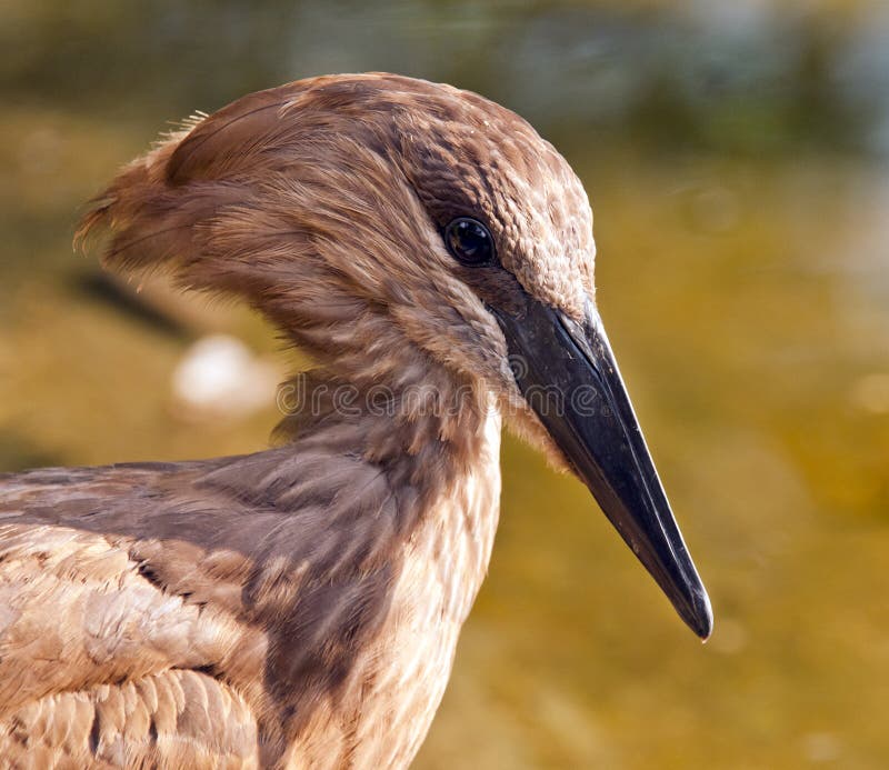 Hamerkop by the Gambia River Stock Photo - Image of long, beak: 9024800