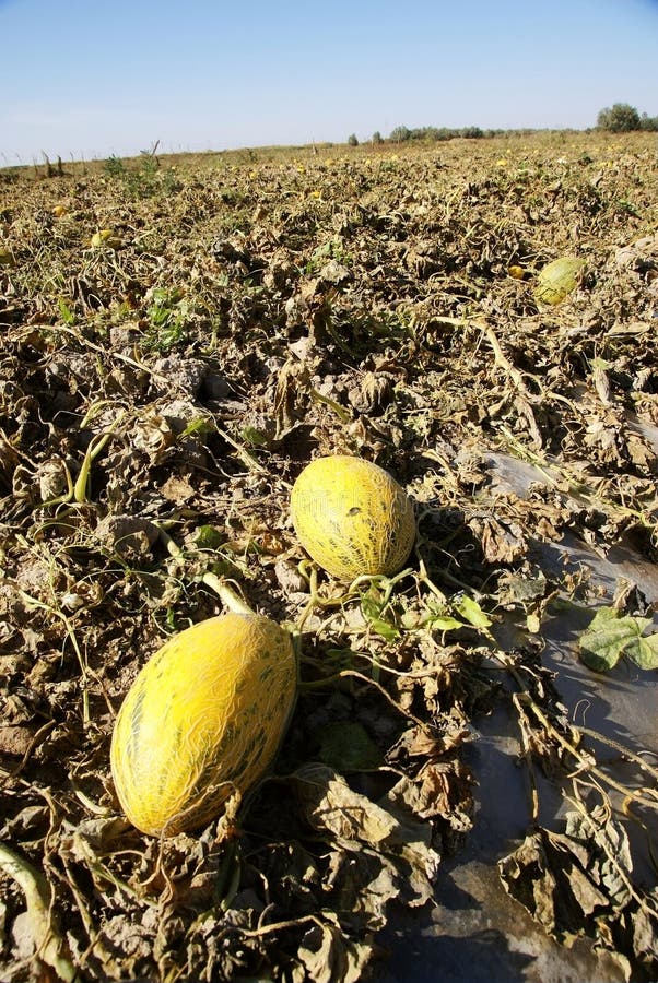Hami melon in farmland stock image. Image of agricultural - 16455349