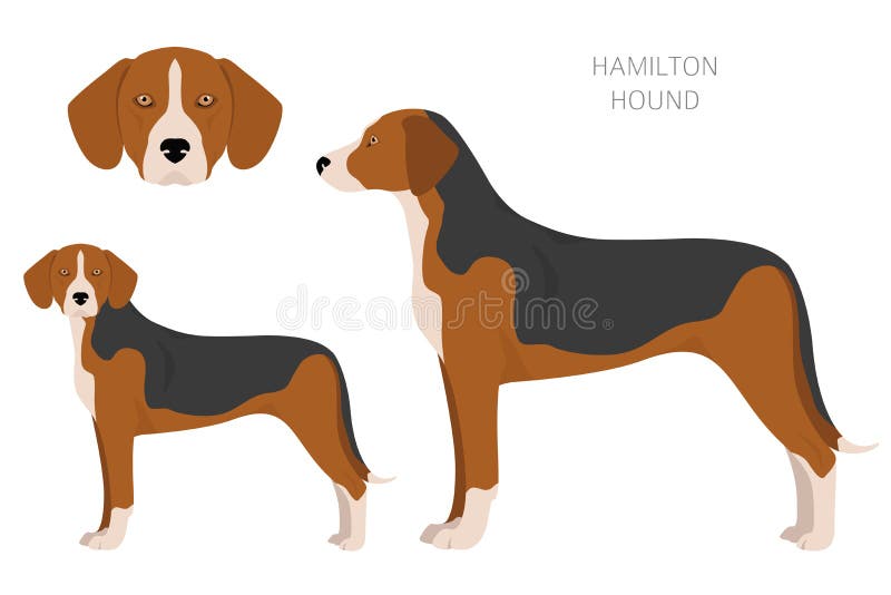 Cartoon Hamilton Stock Illustrations – 103 Cartoon Hamilton Stock ...