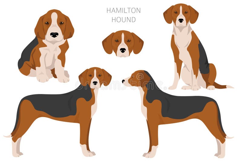 Hamilton Hound Clipart. Different Poses, Coat Colors Set Stock Vector ...