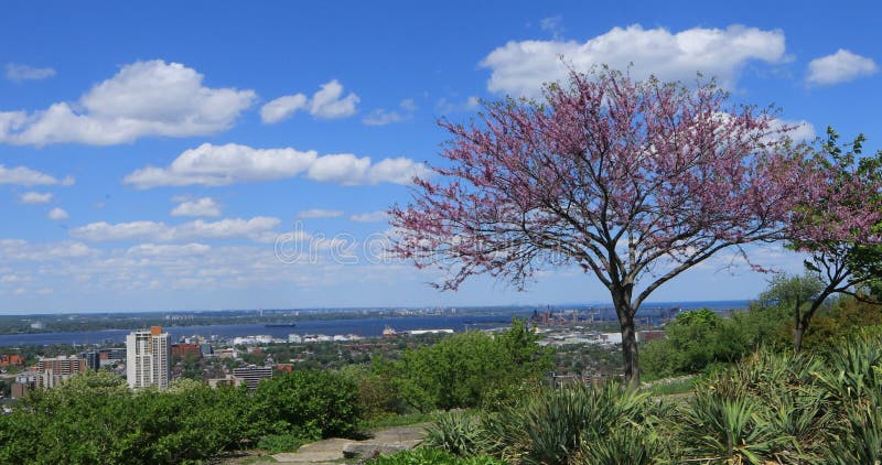 Hamilton, Ontario View from the Escarpment 4K Stock Video - Video of ...