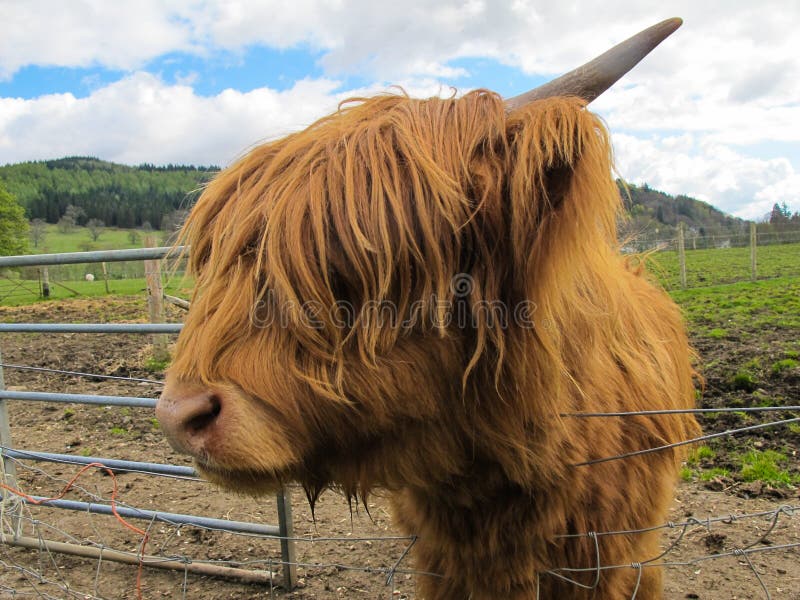 Hamish, the Highland Cow, in Kilmahog, Scotland Stock Image - Image of ...