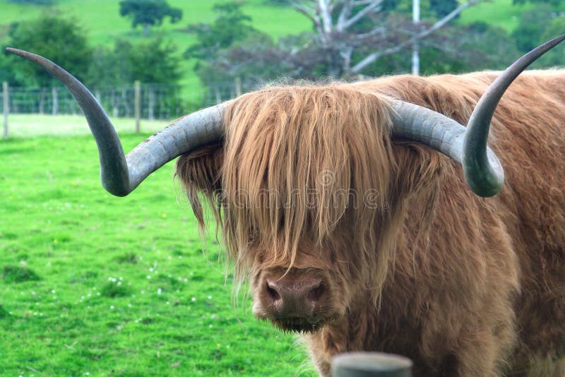 Hamish, the Highland Cow, in Kilmahog, Scotland Stock Photo - Image of ...