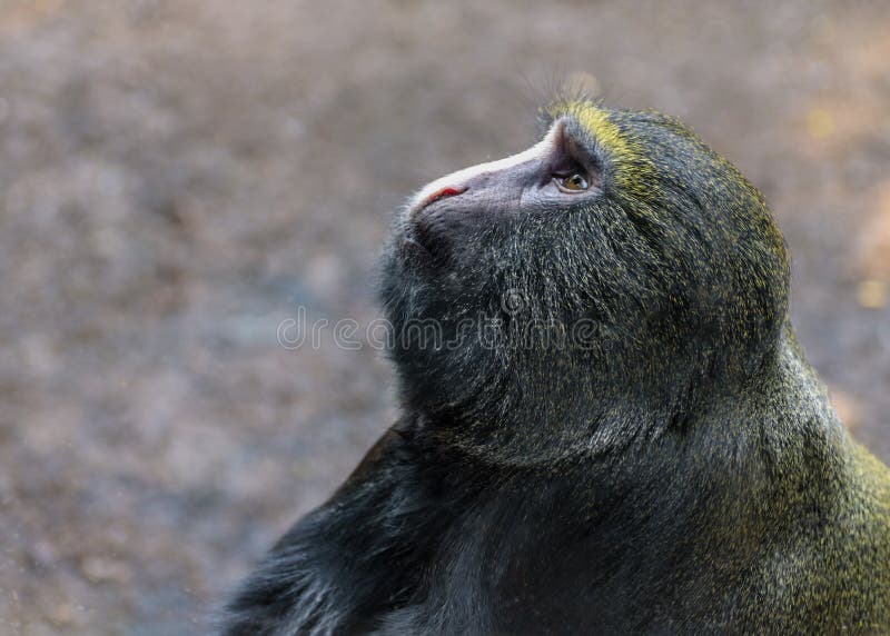 Hamlyn`s Monkey, Cercopithecus Hamlyni, the Owl-faced Monkey Stock ...