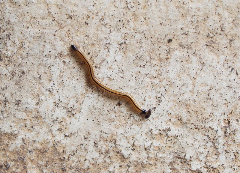 Hammer Head Flat Worm on Concrete Floor Stock Photo - Image of concrete ...