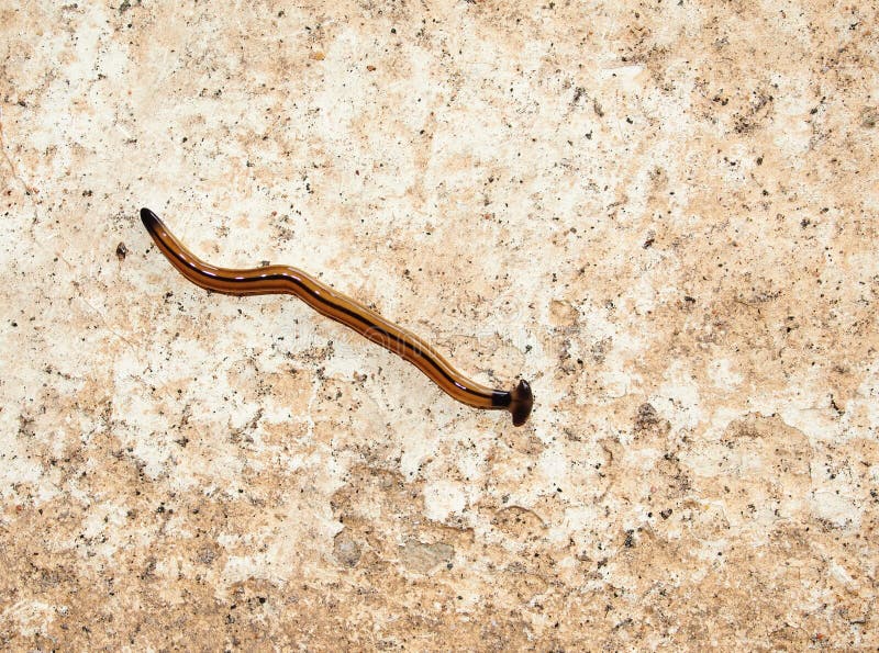 Worm with flat shell - groundtito