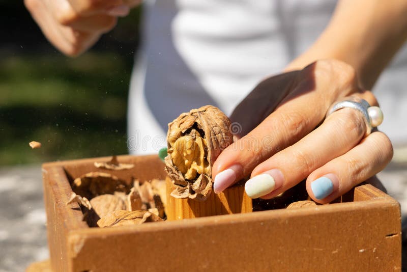Hammer nutcracker stock image. Image of nuts, hammer - 248851093