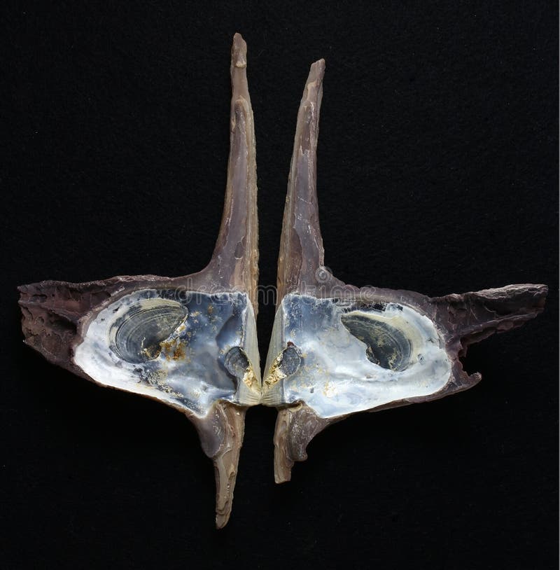 Hammer oyster stock image. Image of malleus, oyster, isolated - 63640353