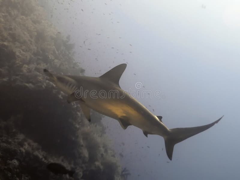 Hammerhead stock photo. Image of close, marine, fish - 12947026