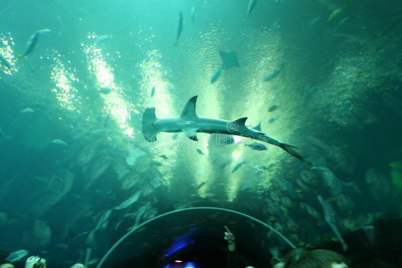 Hammerhead shark stock image. Image of shark, hammerhead - 6588195