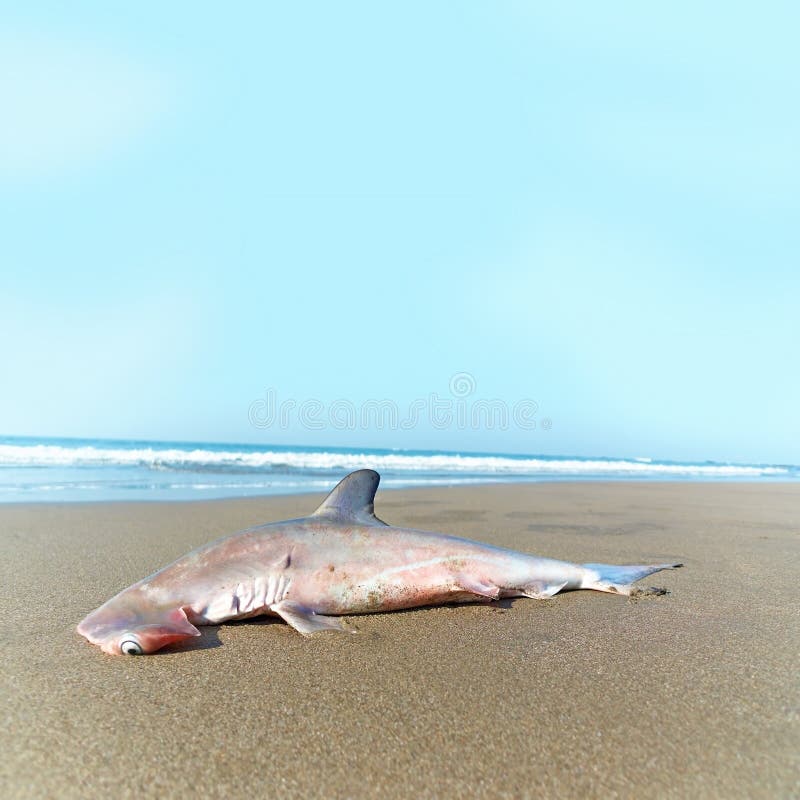 Hammerhead shark stock image. Image of shark, cultures - 55015123