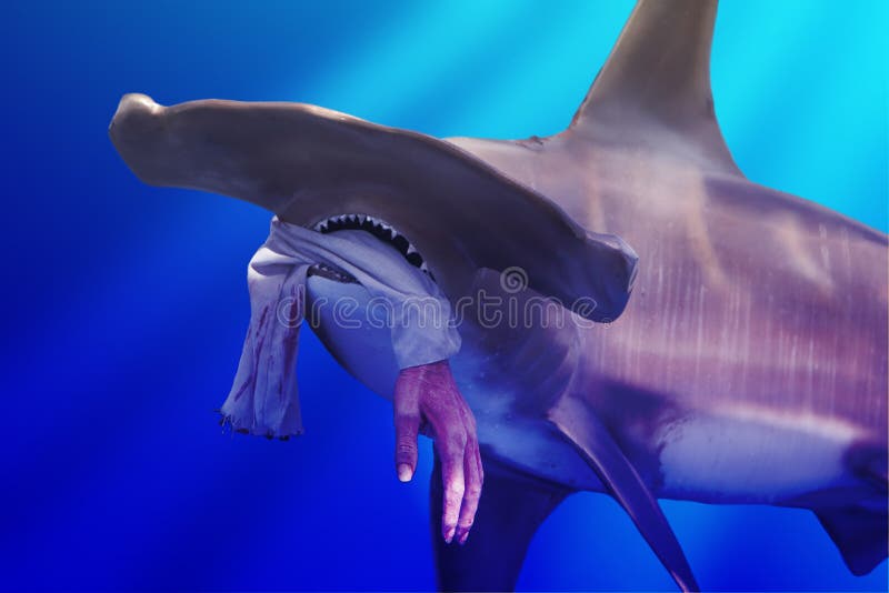 Hammerhead Shark with Hand stock photo. Image of torn - 29032904