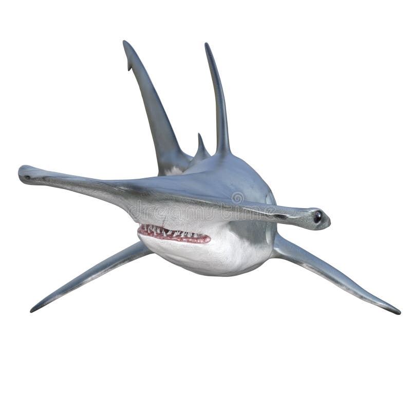 Hammerhead Shark with Jaws Open Isolated Stock Photo - Illustration of ...
