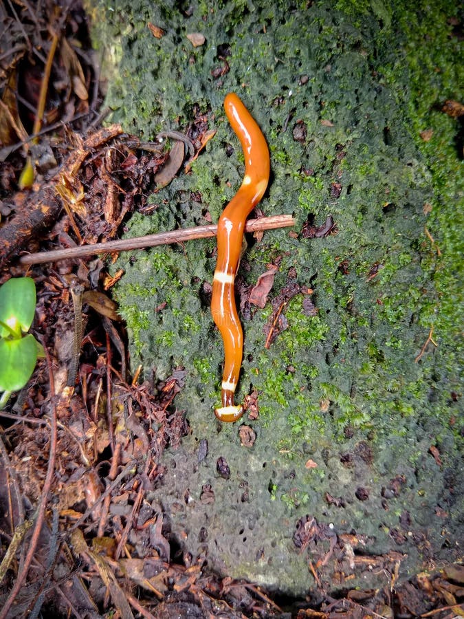 Hammerhead Worm or Bipalium Sp is Yellow Brown in Color Crawling on ...