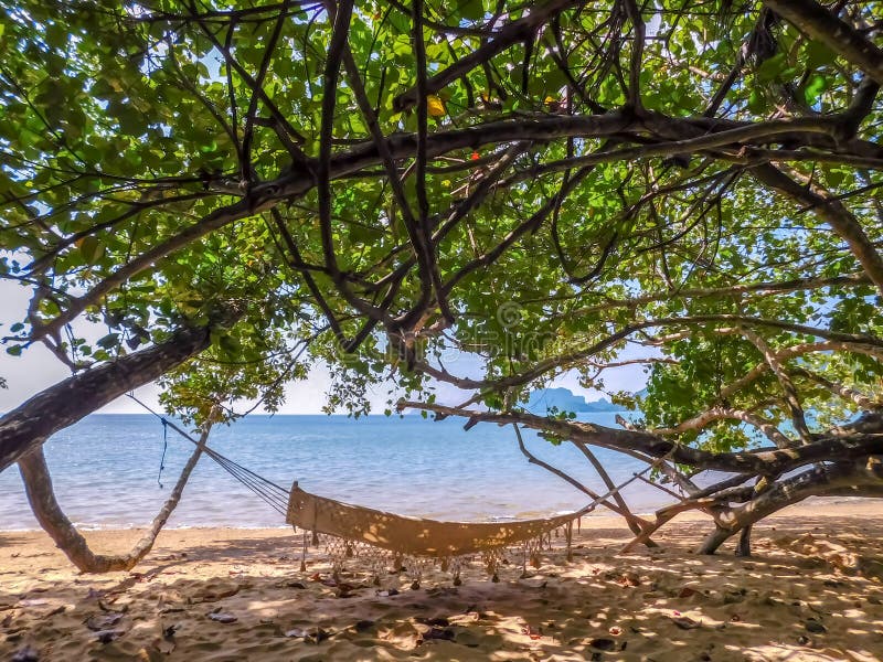 Relaxing in a Hammock on a Tropical Beach Stock Image - Image of forest ...