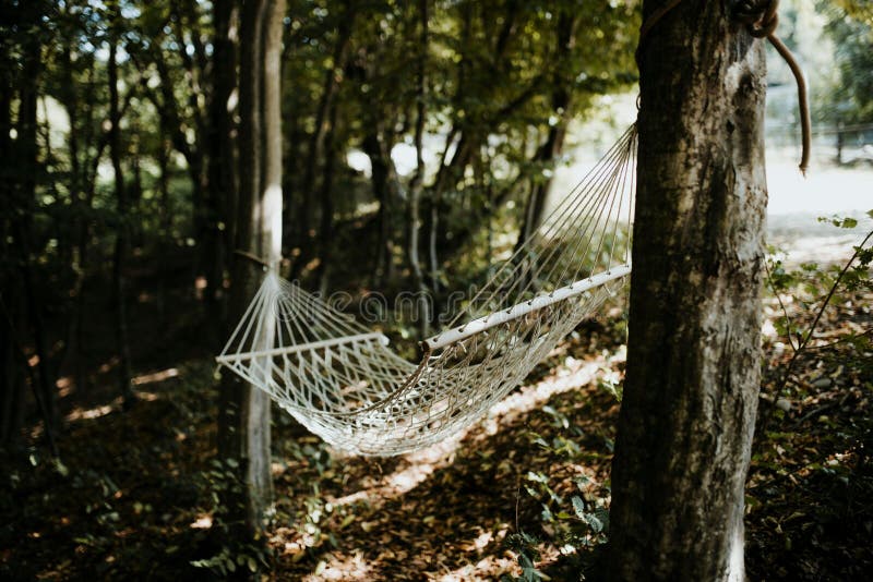 Hammock Suspended between Two Trees in a Lush, Green Forest Stock Image - Image of hanging ...