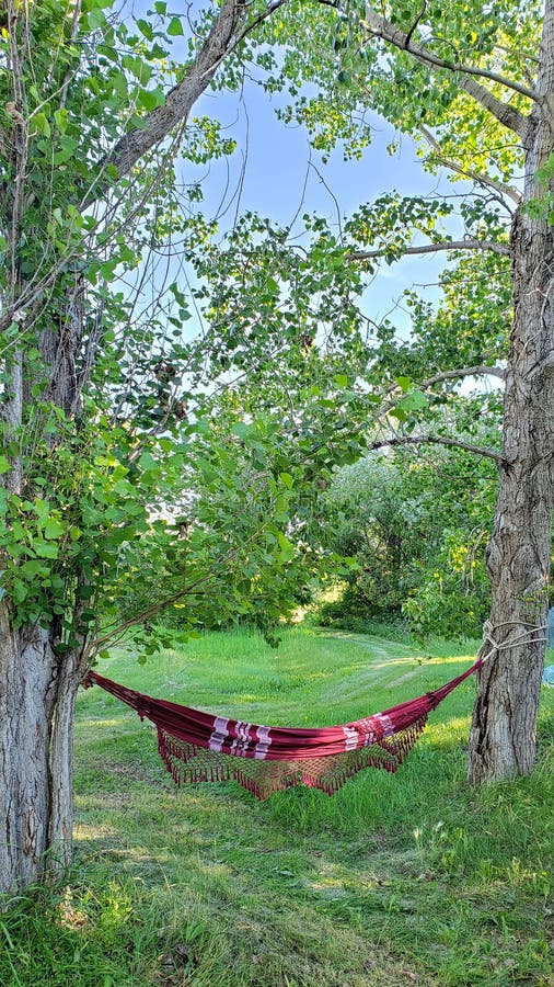 Hammock Trees Green Sky Outside Nature Stock Photo - Image of outside ...