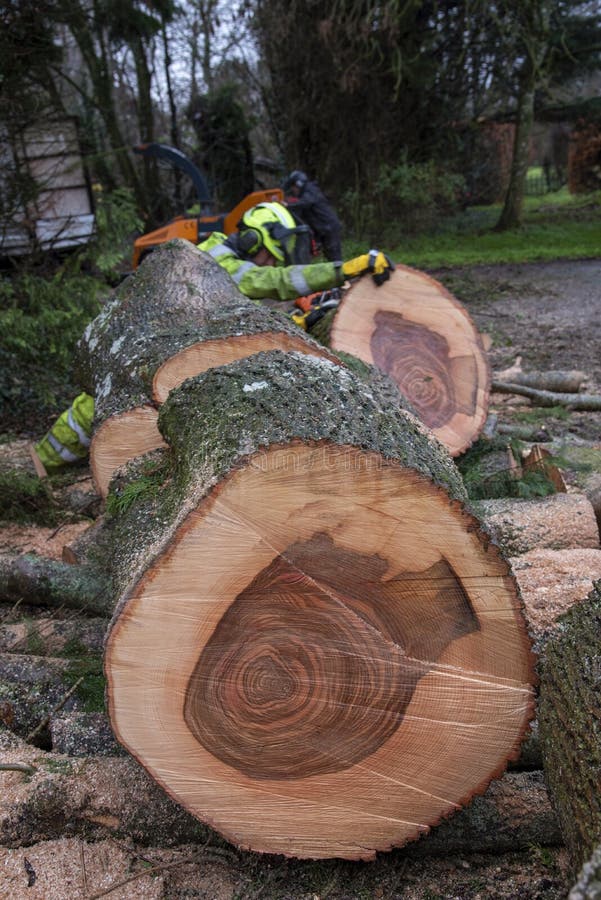 Large Ash Tree Being Sawn into Sections Stock Photo - Image of lumber ...