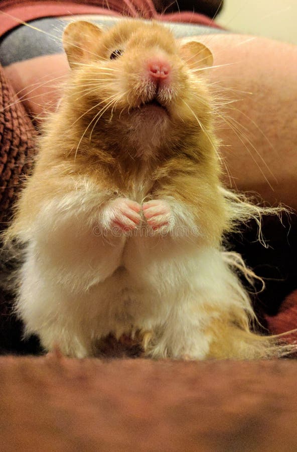 Hamster stock afbeelding. Image of hamster, aanbiddelijk - 108995347