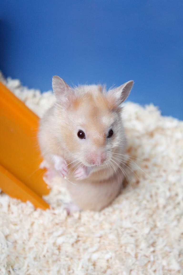 3,916 Cute Baby Hamster Stock Photos - Free & Royalty-Free Stock Photos ...