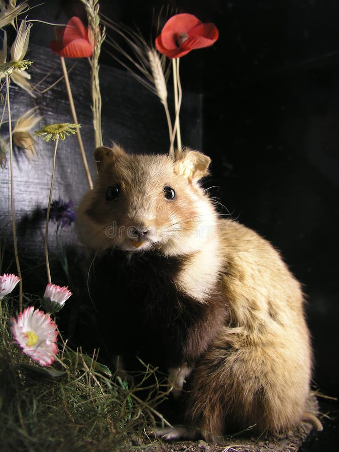 Hamster stock image. Image of hamster, cute, shadow, dinner - 1189119