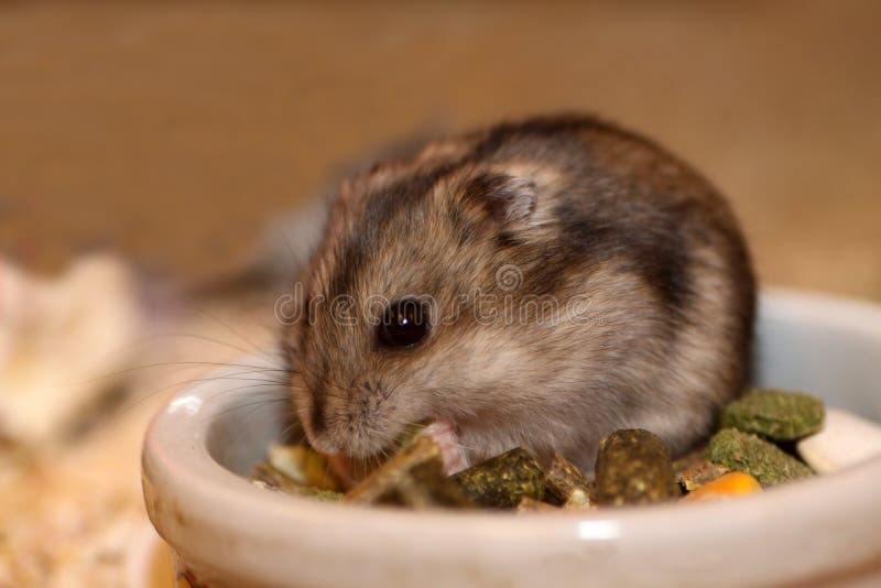 Hamster stock image. Image of small, furry, nocturnal - 13397237