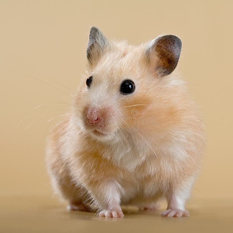 Hamster stock image. Image of animals, domestic, mouse - 18517125