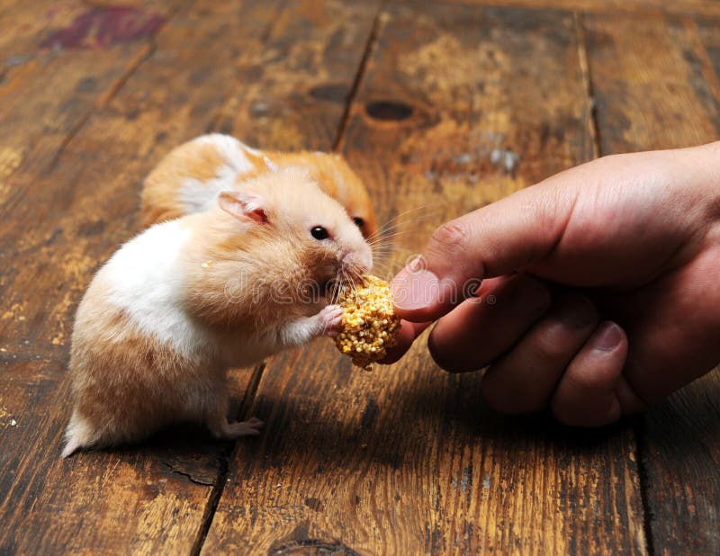 Two Syrian Hamsters Eating Dinner Together Stock Photo - Image of duet ...
