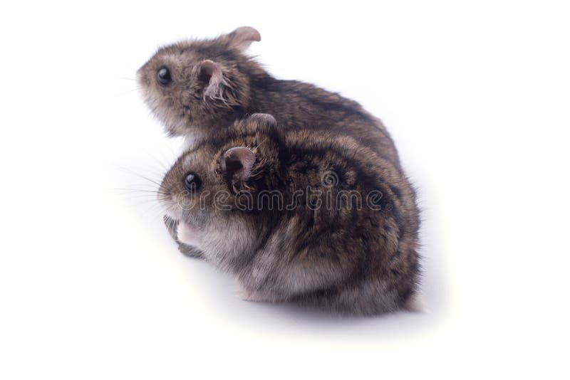 Funny hamster stock image. Image of humour, hair, hairy - 19100457