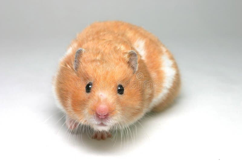 Hamster stock photo. Image of eyes, portrait, friendly - 2147822