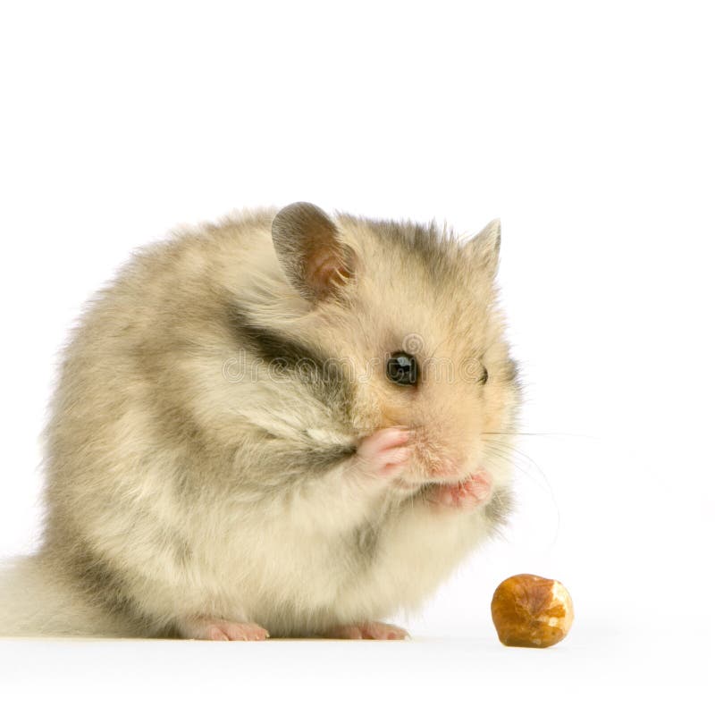 Hamsters at salad stock image. Image of leaf, eating, nature - 4612823