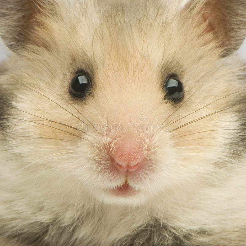 Hamster stock photo. Image of isolated, detail, face, sweet - 2331778