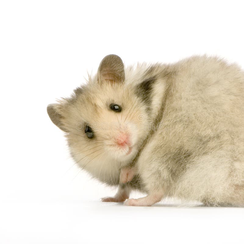 Hamster stock image. Image of inquisitive, hair, curious - 11110051