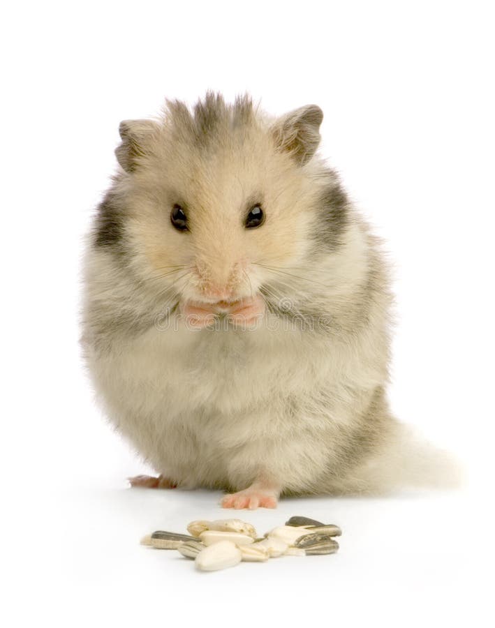 25,600 Cute Hamster Stock Photos - Free & Royalty-Free Stock Photos ...