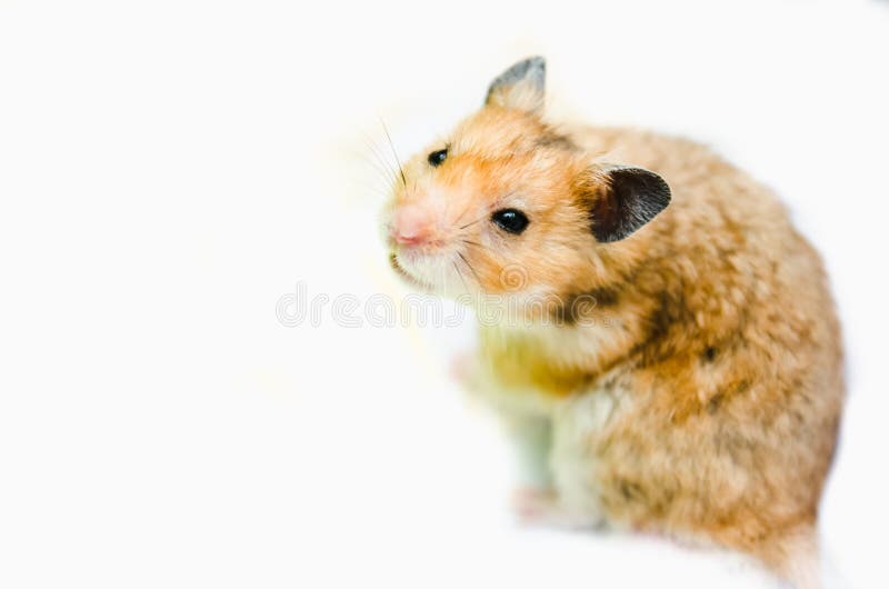 Hamster stock image. Image of high, animal, life, hamster - 24863371
