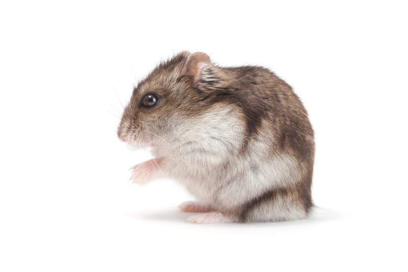 Hamster stock photo. Image of mammal, incentive, domestic - 30303210