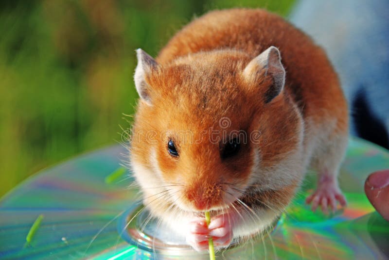 Hamster stock photo. Image of mustache, hamsters, hands - 15842976