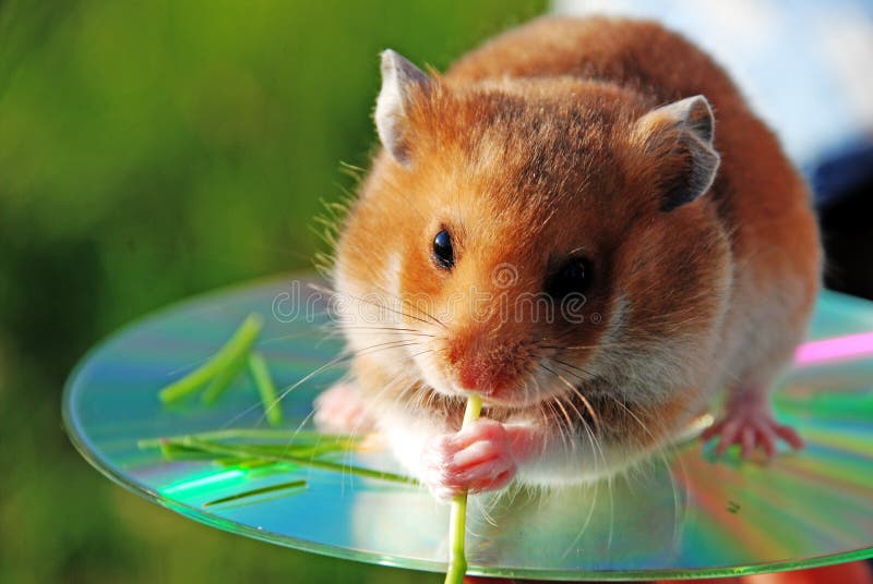 Hamster stock photo. Image of mustache, hamsters, hands - 15842976
