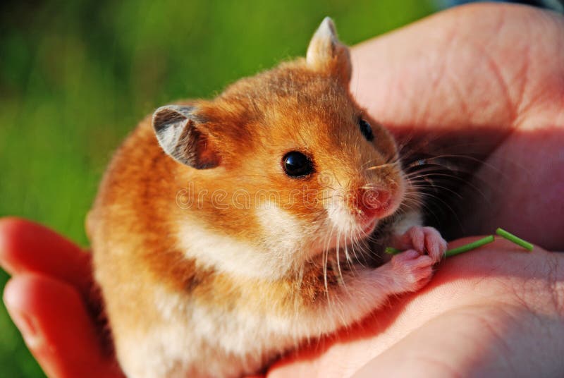 Hamster stock photo. Image of mustache, hamsters, hands - 15842976