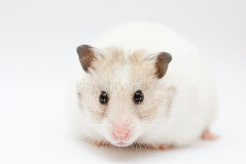 Hamster Picture. Image: 5983438