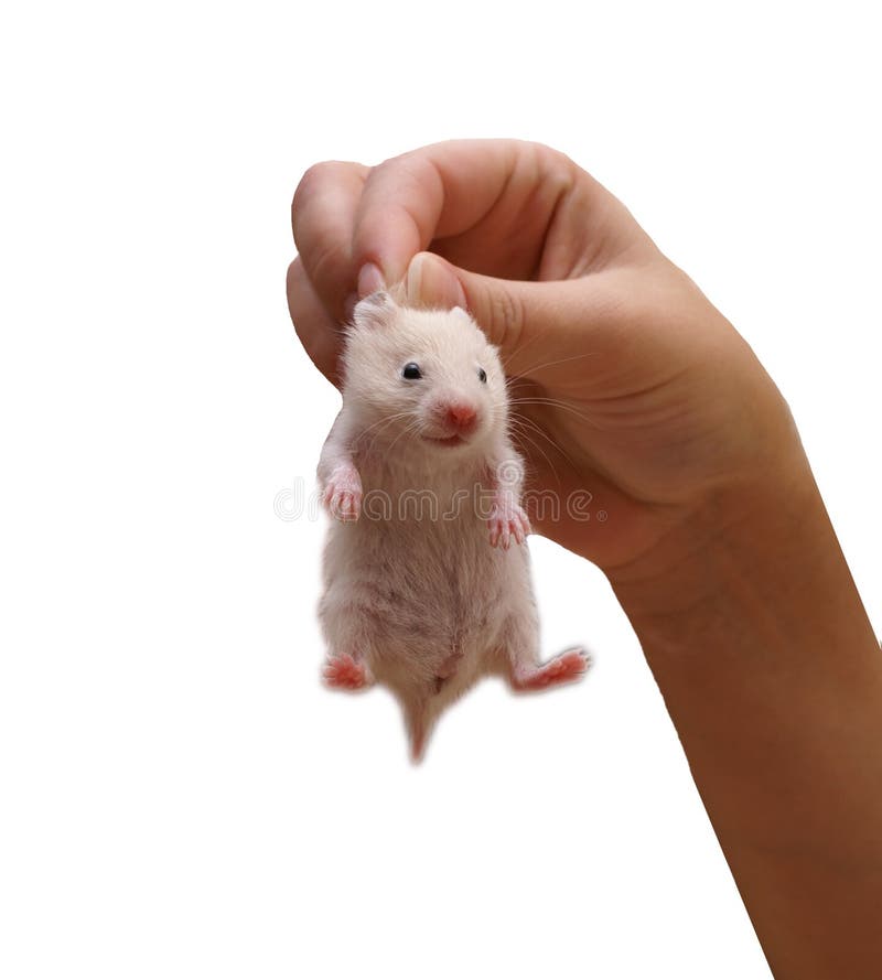 945 Hand Holding Hamster Stock Photos - Free & Royalty-Free Stock ...