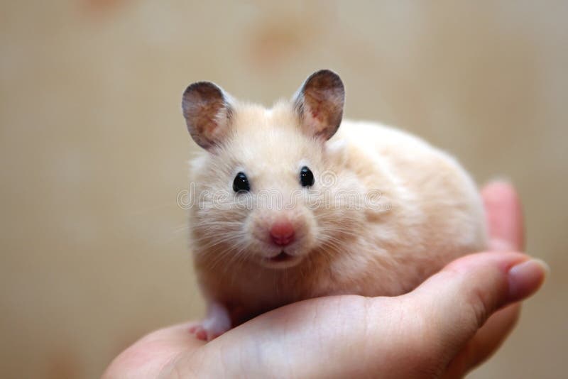 Hamster stock image. Image of inquisitive, hair, curious - 11110051