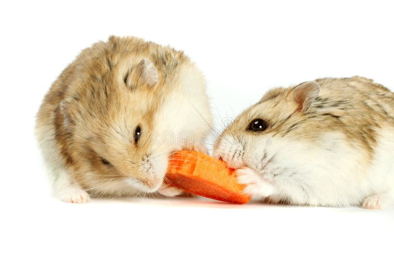 Hamster wedding stock image. Image of small, whiskers - 5127253