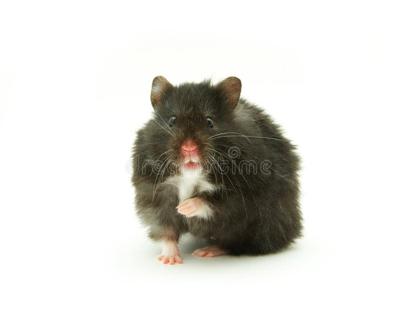 Hamster climb stock image. Image of humorous, animal - 38912515