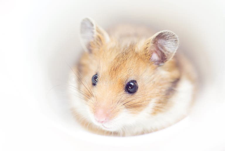 3,469 Little Curious Hamster Stock Photos - Free & Royalty-Free Stock ...